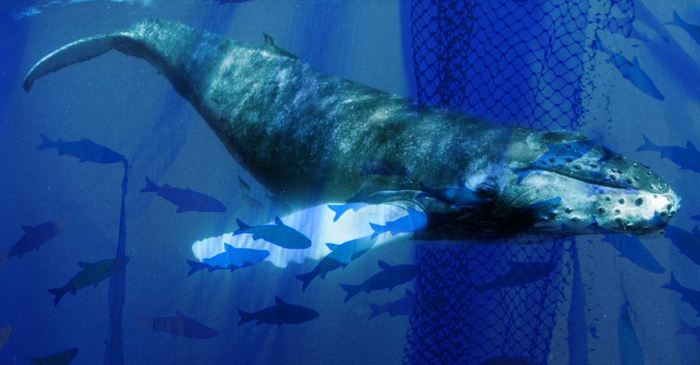 Amazing Whales creative workshops - An Lanntair